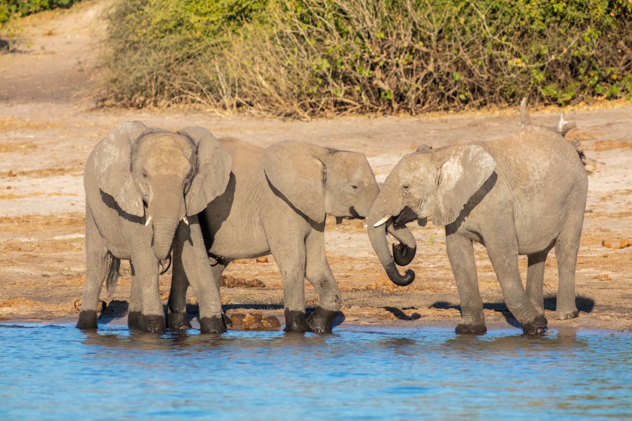Viaggi in Botswana - Southafricatravel tour operator