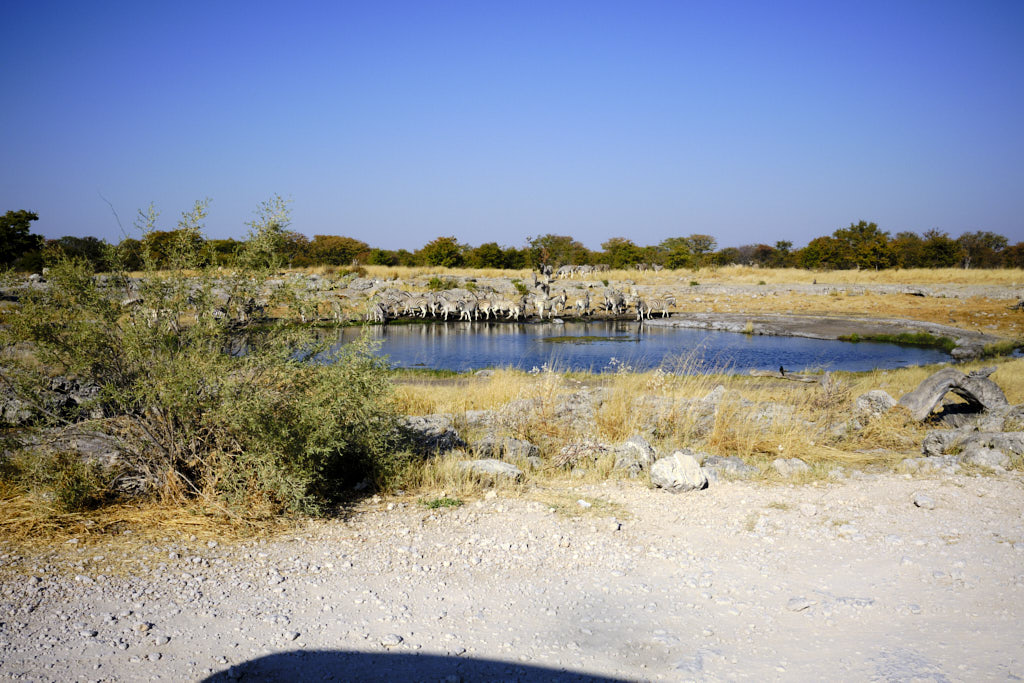 Quando andare in Namibia, il periodo migliore viaggi e safari
